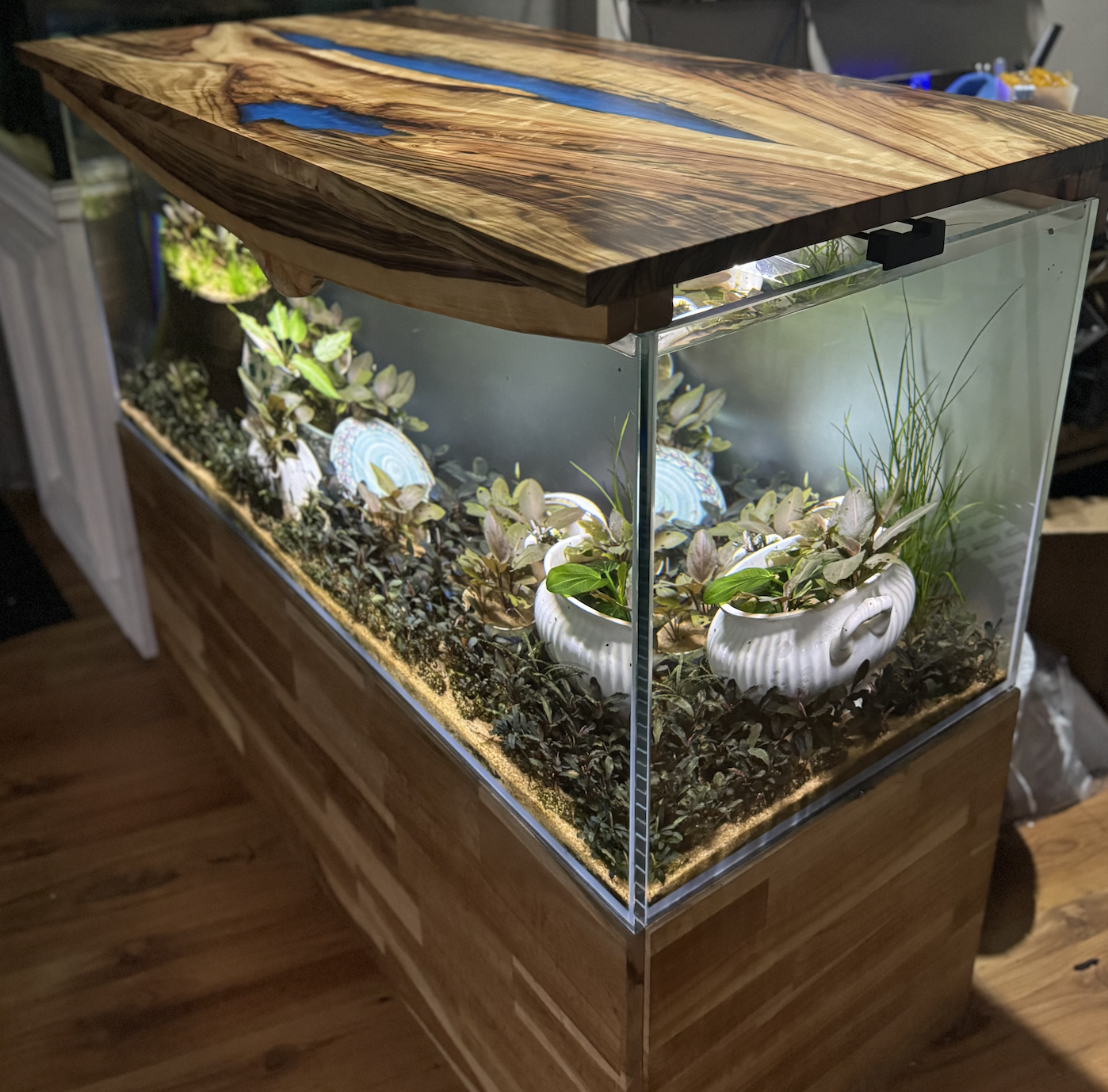 Arcy Aquariums | Premium Aquarium Supplies & Live Fish | Gold Coast QLD